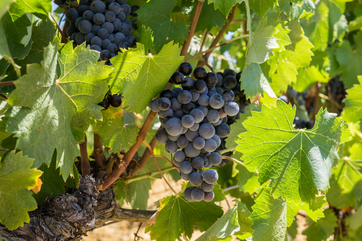 Covigneron & le parrainage de vigne - Terra Vitis