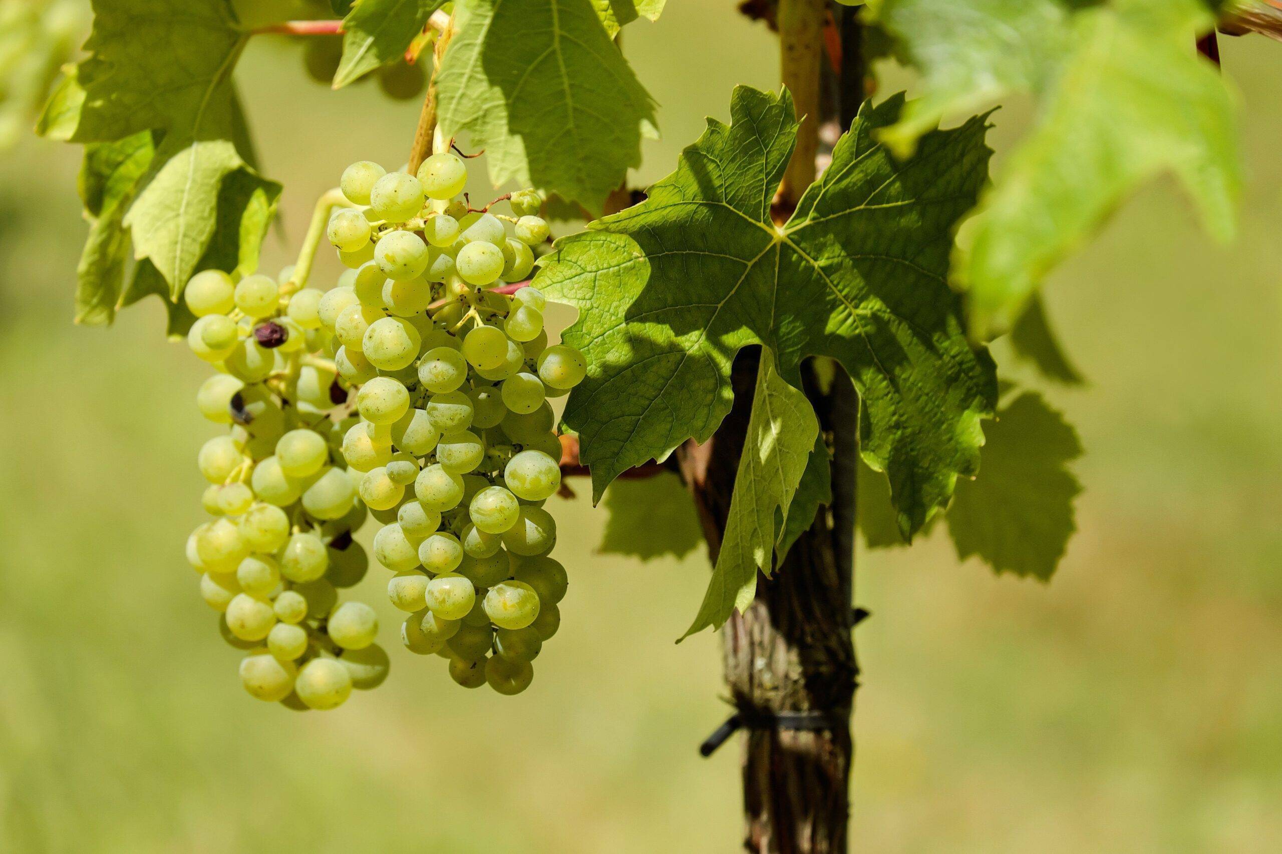 Bordeaux wines – Terra Vitis sustainable wines from Bordeaux